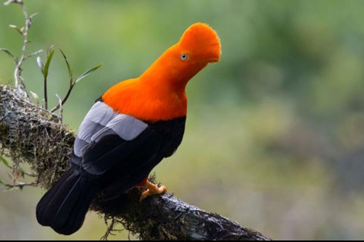 El majestuoso Jurong Bird Park: una mirada a su simbología heráldica