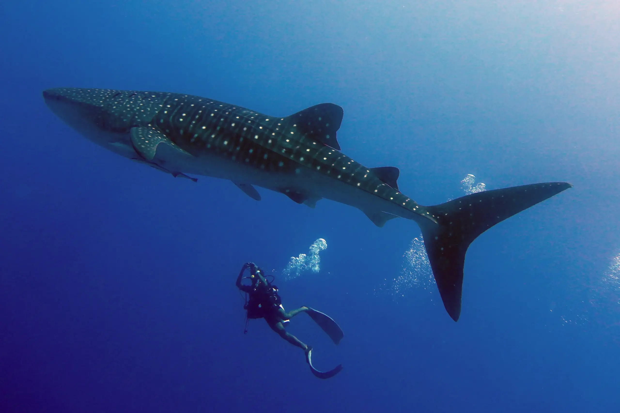 La historia y significado de la heráldica de Ari Atoll