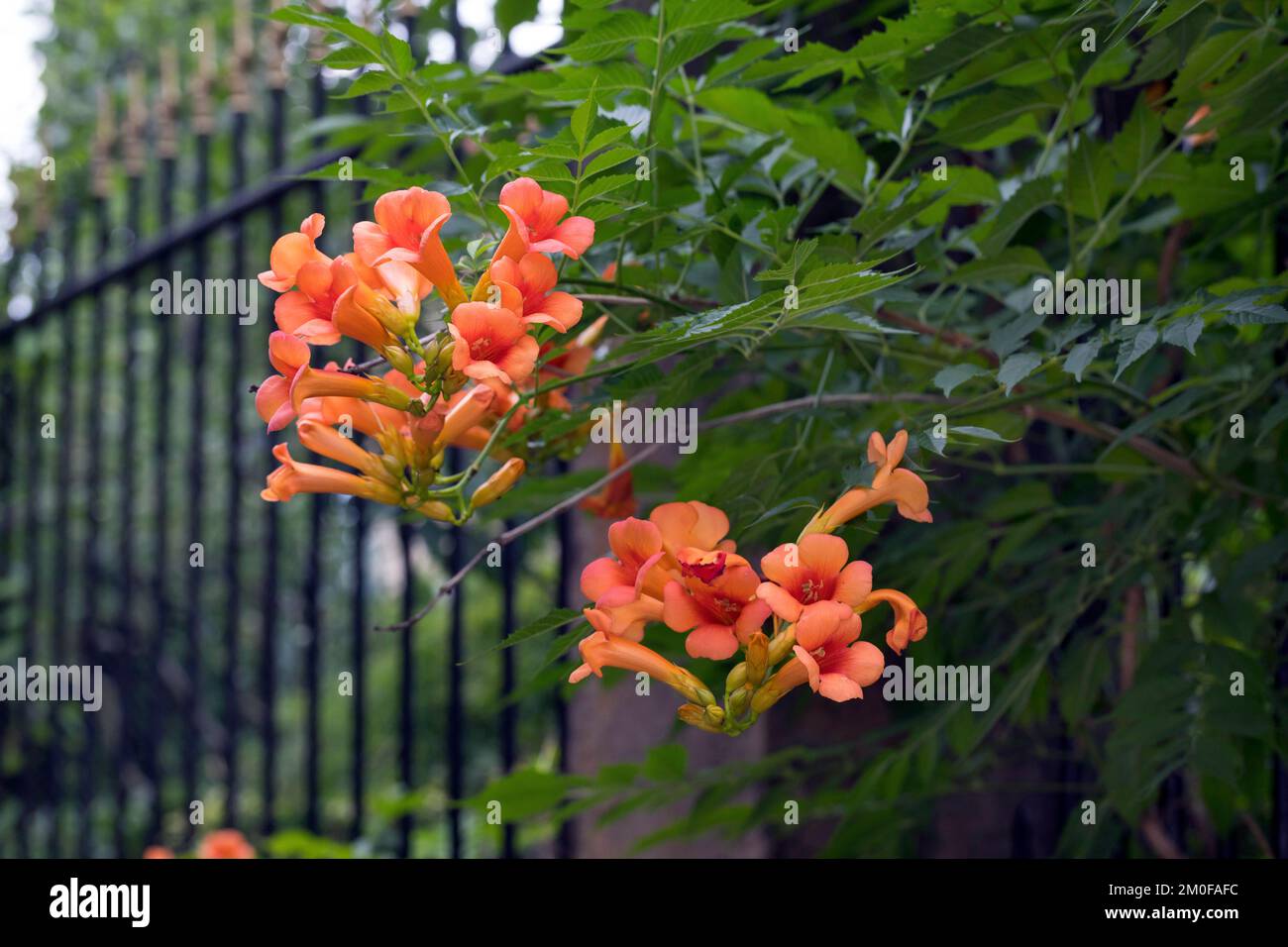 Heráldica de Bignona: Historia y simbolismo del escudo
