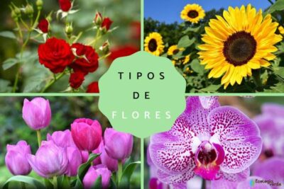Descubre la heráldica del apellido Flores y su significado