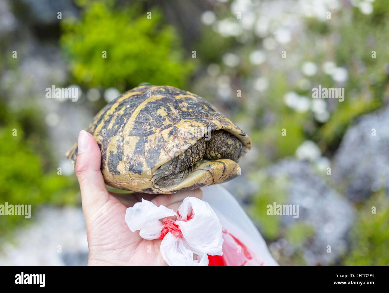 Descubre la impresionante heráldica de Green Turtle Cay en las Bahamas