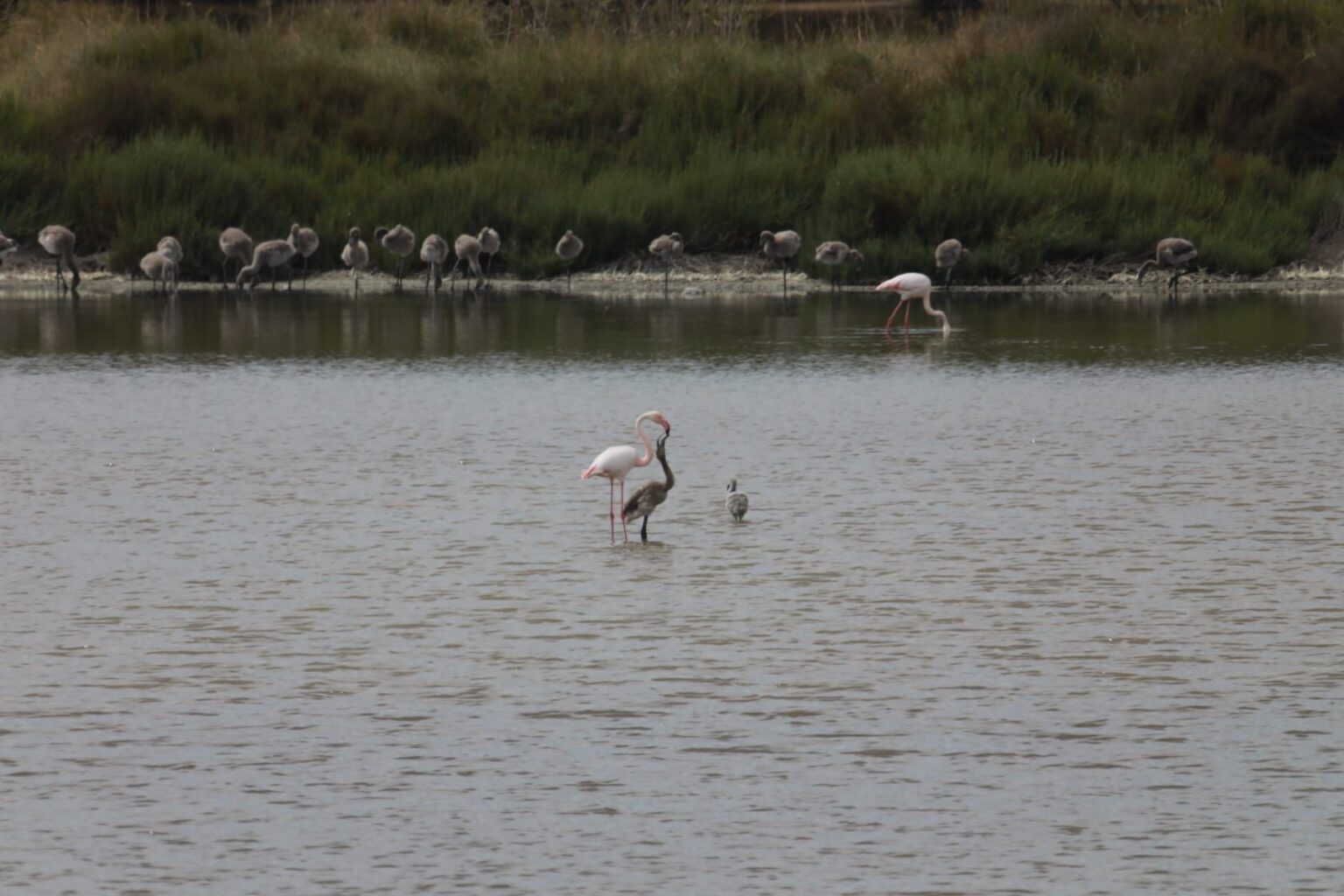 Descubre la rica historia a través de la heráldica de Oroklini
